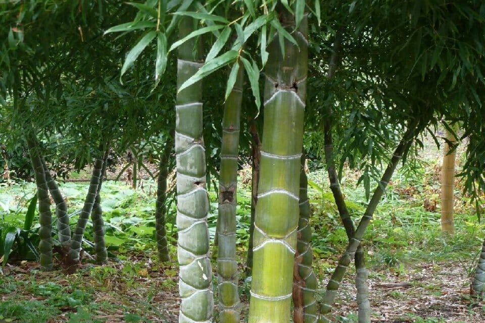 15 Ornamental Bamboo Species Bamboo Plants Hq